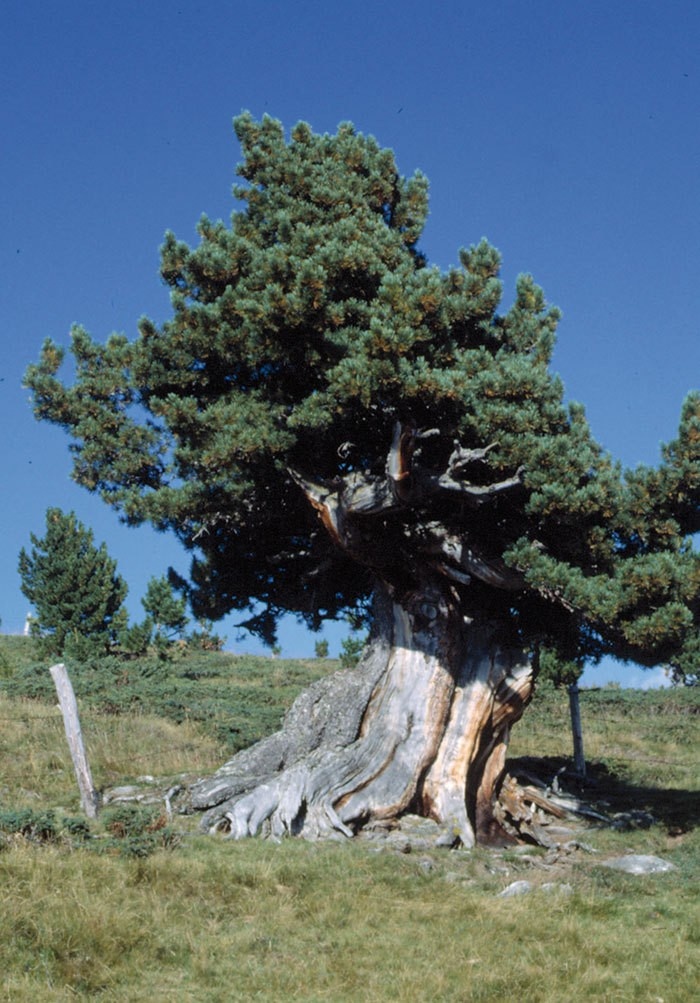 Zirbe Baum des Jahres 2011