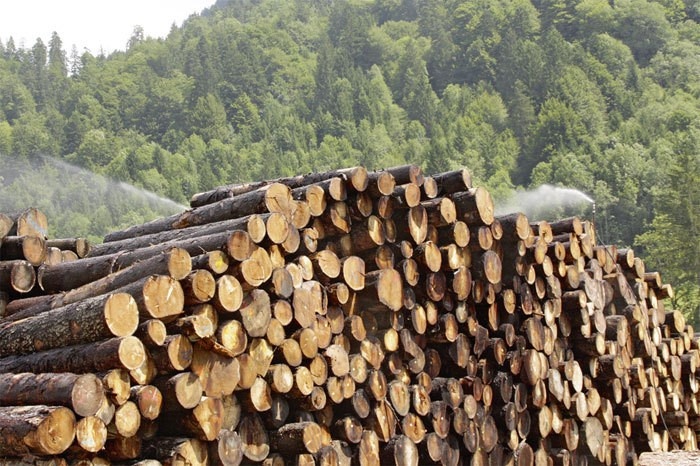 Mehr für Fichten-Rundholz