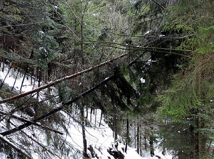 Schnee- und Eisbruch in Slowenien