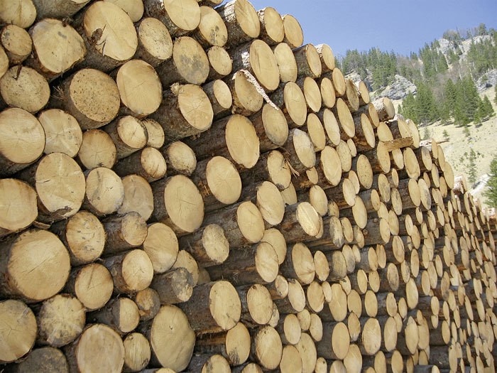 Fichten-Blochholz im Juni bei 97,5 €/fm