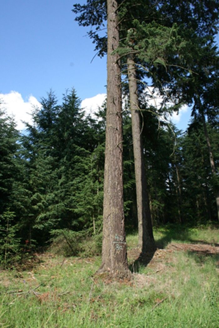 Douglasie nicht invasiv in Deutschland