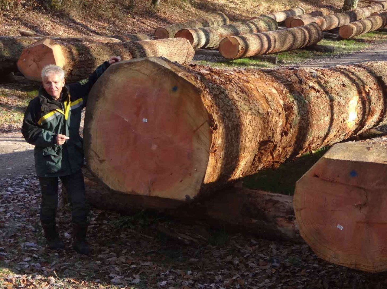Höchstes Durchschnittsergebnis für Douglasie
