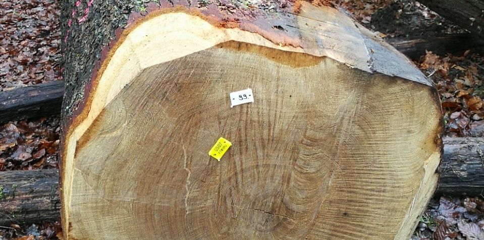 Eiche und Esche gefragt