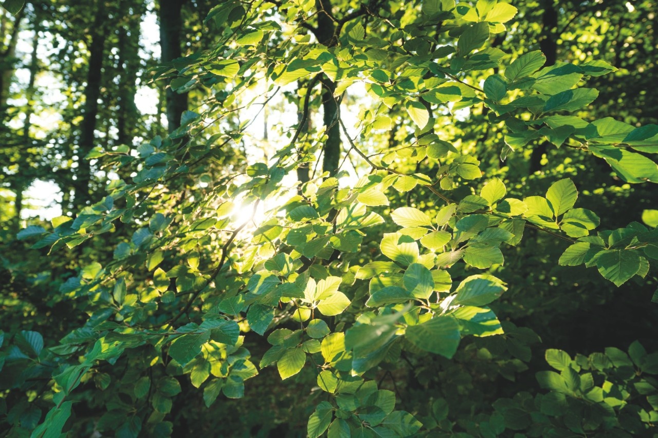 Laubholz im Fokus