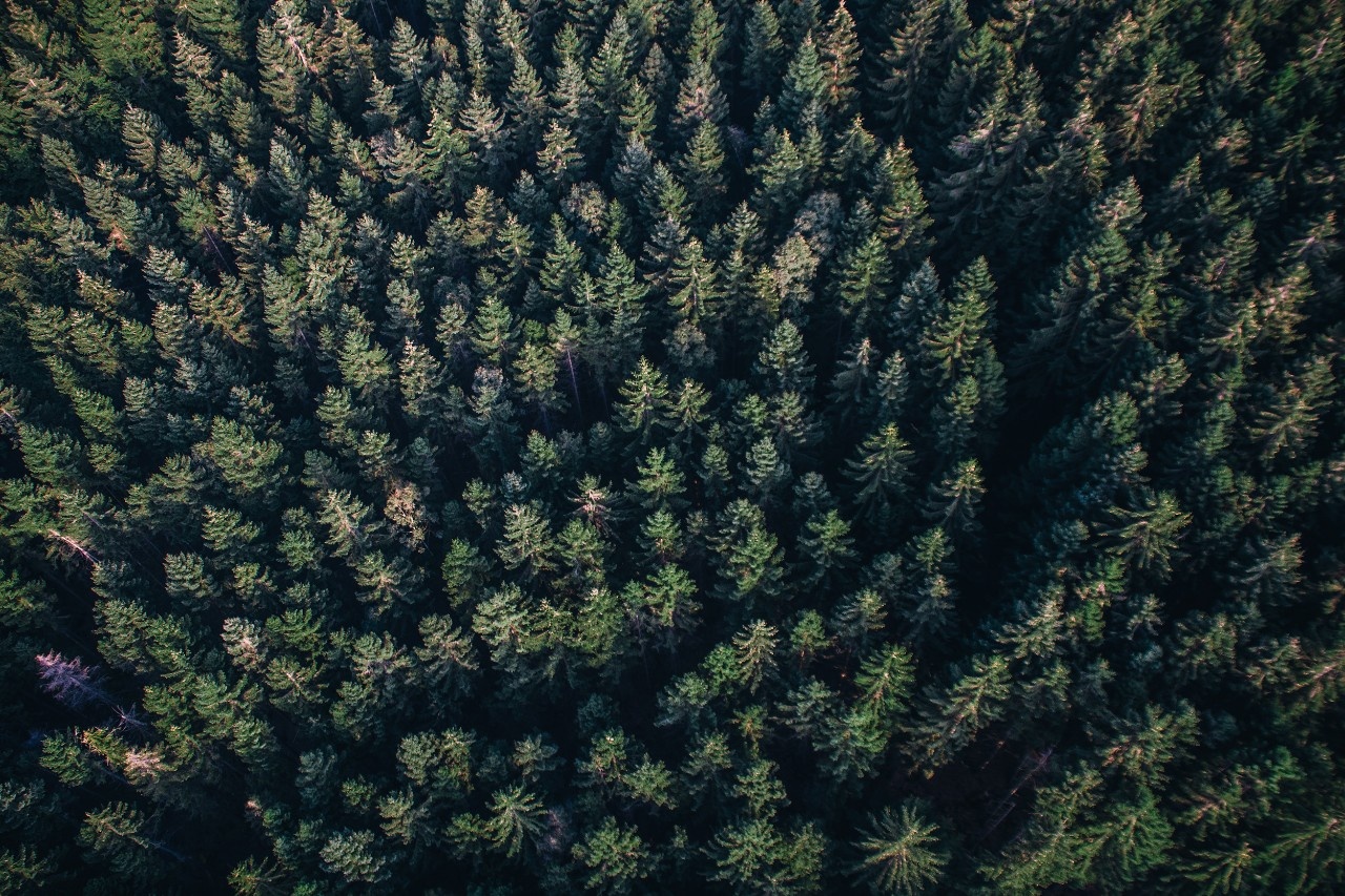 Inter Ikea Group kauft 24.000 ha Wald in Litauen und Lettland