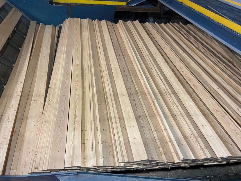 Kanadische Lärche im Kommen